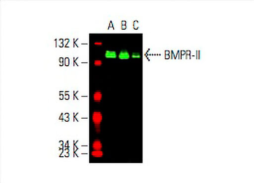 Anti-BMPR-II Antibody (E-1) | SCBT - Santa Cruz Biotechnology