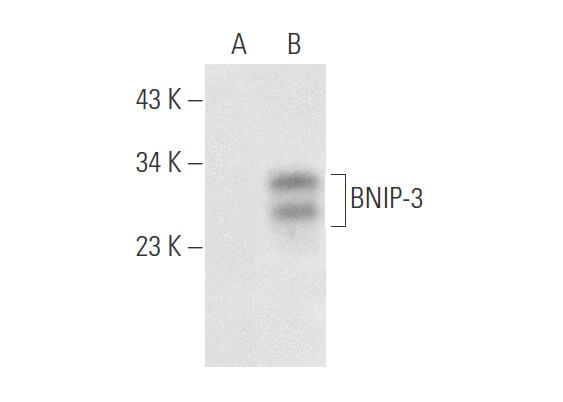 BNIP-3 Antibody (ANa40) | SCBT - Santa Cruz Biotechnology