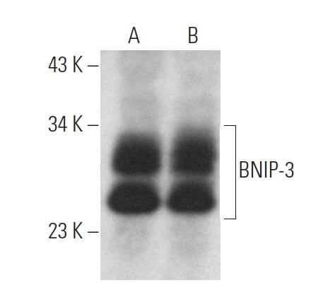 BNIP-3 Antibody (ANa40) | SCBT - Santa Cruz Biotechnology