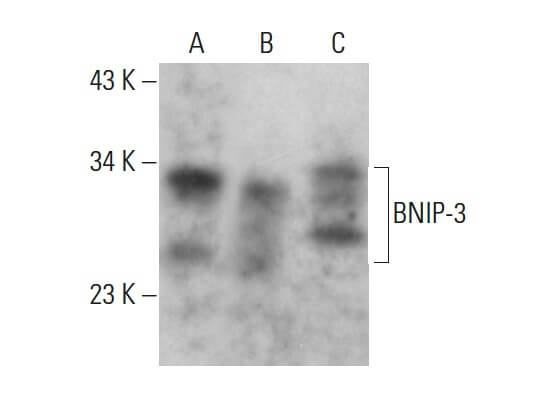 BNIP-3 Antibody (ANa40) | SCBT - Santa Cruz Biotechnology