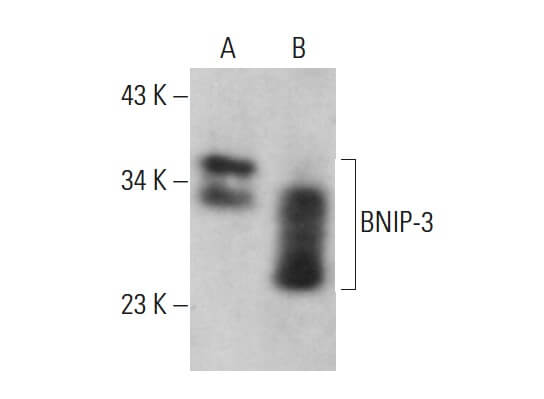 Anti-BNIP-3 Antibody (ANa40) | SCBT - Santa Cruz Biotechnology