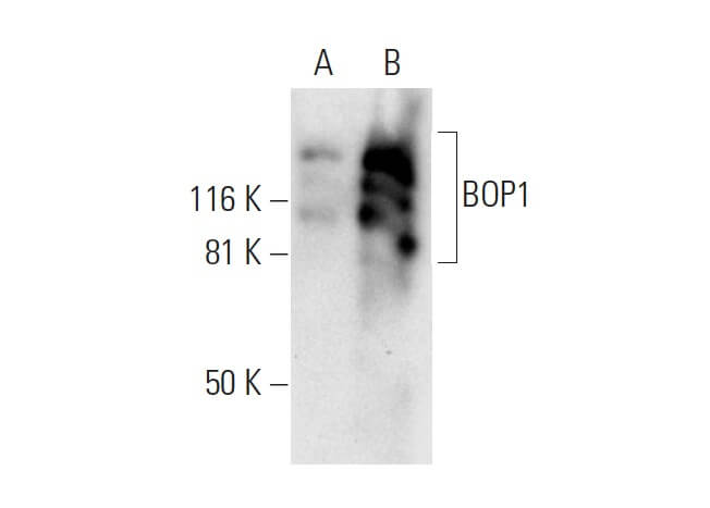 Anti-BOP1 Antibody (E-1) | SCBT - Santa Cruz Biotechnology