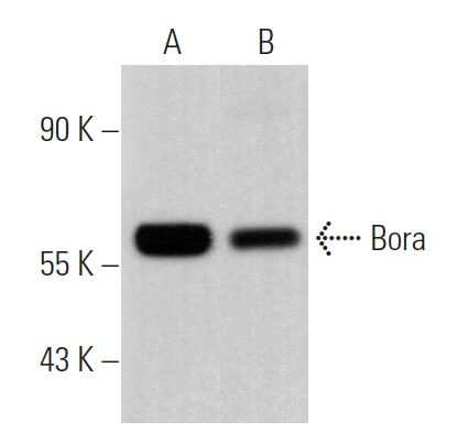 Anti-Bora Antibody (H-4) | SCBT - Santa Cruz Biotechnology