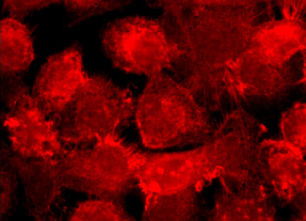 bovine anti-rabbit IgG-TR Secondary Antibody | SCBT - Santa Cruz ...