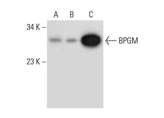 BPGM Antibody (B-11) | SCBT - Santa Cruz Biotechnology