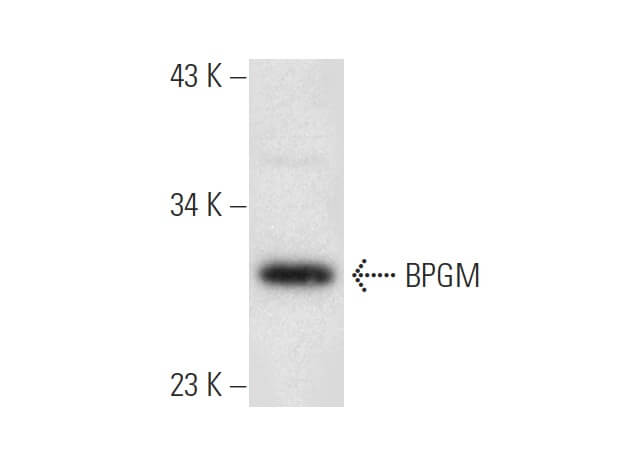BPGM Antibody (B-11) | SCBT - Santa Cruz Biotechnology