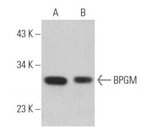 BPGM Antibody (B-11) | SCBT - Santa Cruz Biotechnology