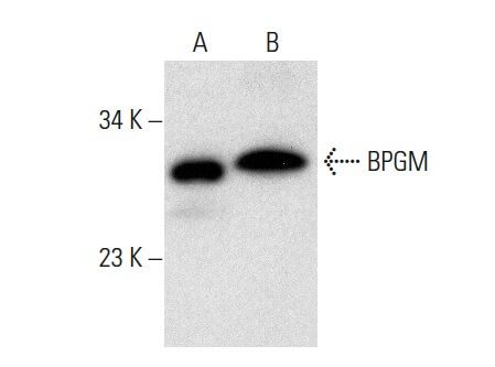 BPGM Antibody (F-2) | SCBT - Santa Cruz Biotechnology