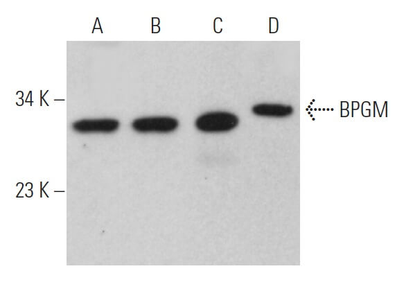Anti-BPGM Antibody (F-2) | SCBT - Santa Cruz Biotechnology