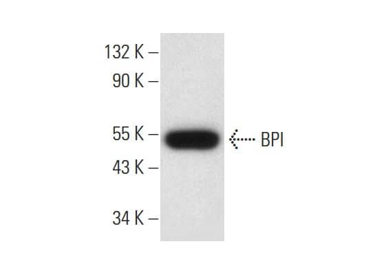 BPI Antibody (B-8) | SCBT - Santa Cruz Biotechnology