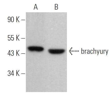 Anti-brachyury Antibody (A-4) | SCBT - Santa Cruz Biotechnology