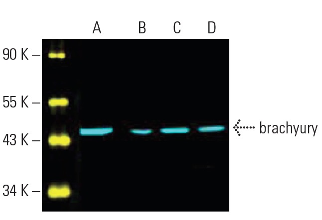 Anti-brachyury Antibody (A-4) | SCBT - Santa Cruz Biotechnology