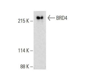 BRD4 Antibody (A-7) - Western Blotting - Image 386257
