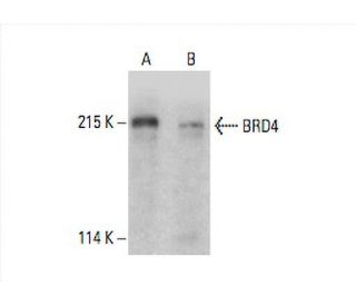 BRD4 Antibody (A-7) - Western Blotting - Image 392595