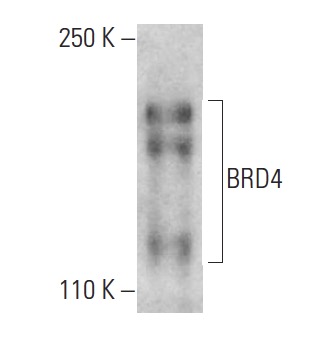 Anti-BRD4 Antibody (A-7) | SCBT - Santa Cruz Biotechnology