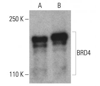 BRD4 Antibody (A-7) - Western Blotting - Image 401538