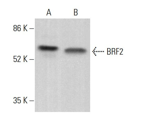 Anti-BRF2 Antibody (C-8) | SCBT - Santa Cruz Biotechnology