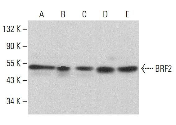 BRF2 Antibody (C-8) | SCBT - Santa Cruz Biotechnology