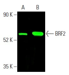 Anti-BRF2 Antibody (C-8) | SCBT - Santa Cruz Biotechnology
