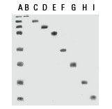 Broad Range Markers | SCBT - Santa Cruz Biotechnology