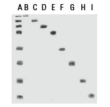 Broad Range Markers | SCBT - Santa Cruz Biotechnology