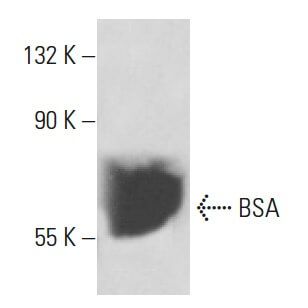 BSA Antibody (5H1) | SCBT - Santa Cruz Biotechnology