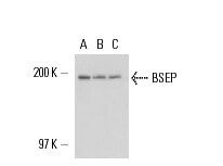 BSEP抗体 (H-180) | SCBT - Santa Cruz Biotechnology