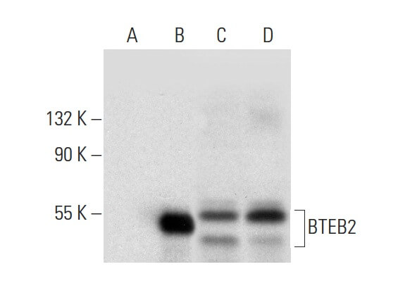 Anti-BTEB2 Antibody (G-7) | SCBT - Santa Cruz Biotechnology