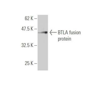 Anti-BTLA Antibody (4B8) | SCBT - Santa Cruz Biotechnology