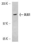 BUB1 Antibody (14H5) | SCBT - Santa Cruz Biotechnology
