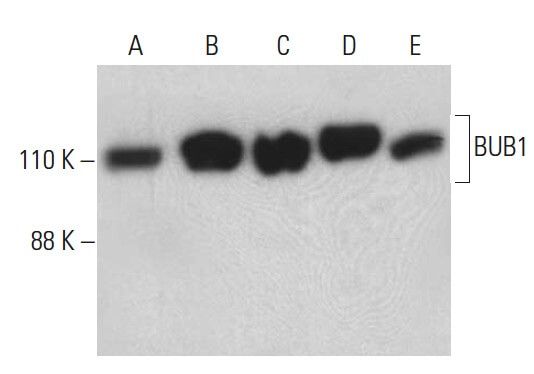 BUB1抗体 (B-3) | SCBT - Santa Cruz Biotechnology