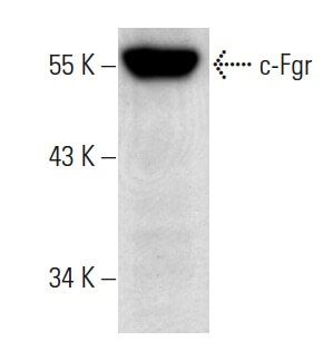 c-Fgr Antibody (D-6) | SCBT - Santa Cruz Biotechnology