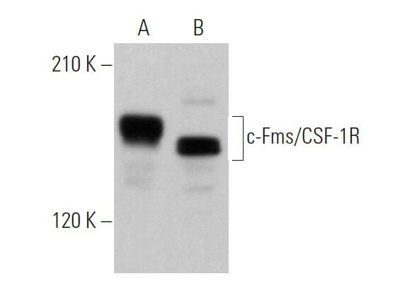 c-Fms/CSF-1R Antibody (C-20) | SCBT - Santa Cruz Biotechnology
