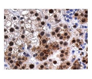 c-Fos Antibody (D-1) - Immunohistochemistry - Image 156310