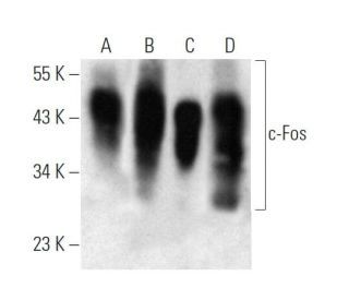 c-Fos Antibody (E-8) - Western Blotting - Image 374551