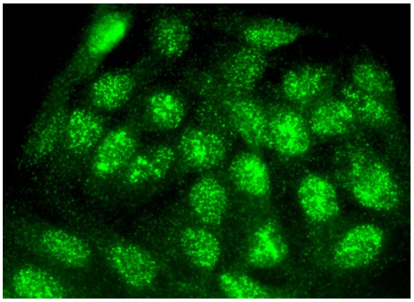 c-Jun Antibody (B-1) | SCBT - Santa Cruz Biotechnology