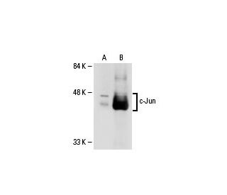 c-Jun Antibody (G-4) - Western Blotting - Image 20516