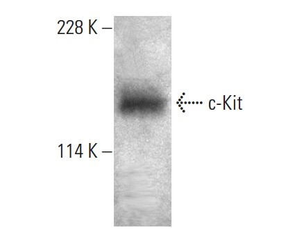 Anti-c-Kit Antibody (E-3) | SCBT - Santa Cruz Biotechnology