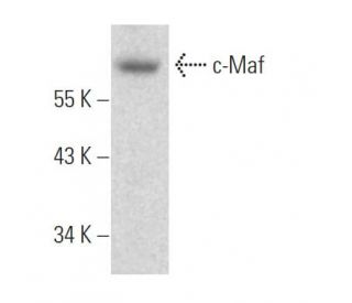 c-Maf Antibody (6B8) - Western Blotting - Image 368035