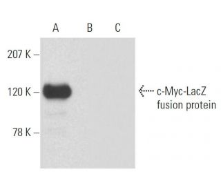 c-Myc Antibody (9E10) - Western Blotting - Image 5666