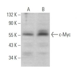c-Myc Antibody (9E10) - Western Blotting - Image 372961