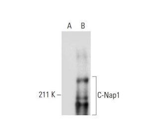 Anti-C-Nap1 Antibody (F-7) | SCBT - Santa Cruz Biotechnology