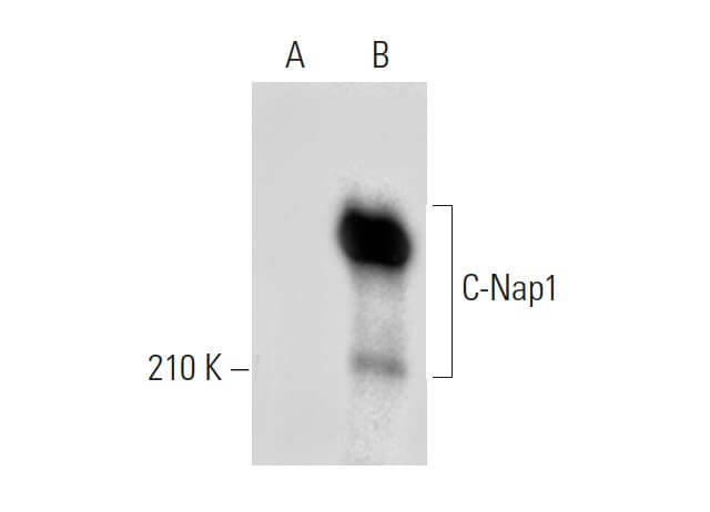 Anti-C-Nap1 Antibody (F-7) | SCBT - Santa Cruz Biotechnology