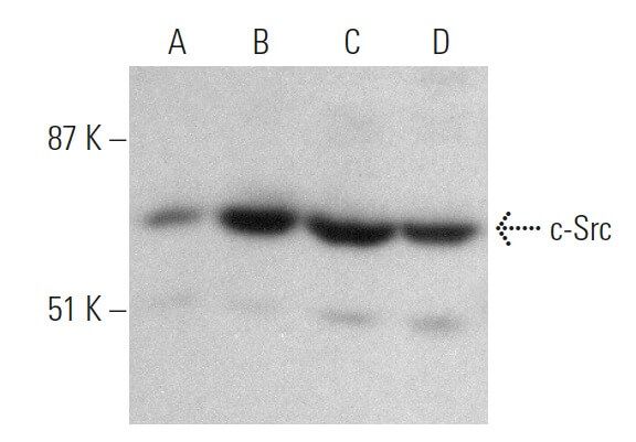 Src抗体 (17AT28) | SCBT - Santa Cruz Biotechnology