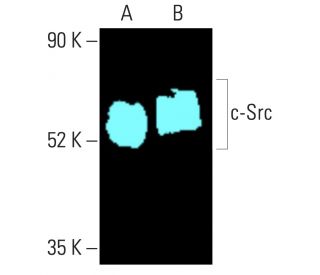 Src Antibody (B-12) - Western Blotting - Image 401728