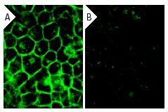 SrcsiRNA (h)，shRNA和慢病毒颗粒基因沉默产品 | SCBT - Santa Cruz Biotechnology