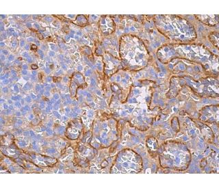 C1q-C Antibody (A-12) - Immunohistochemistry - Image 388724