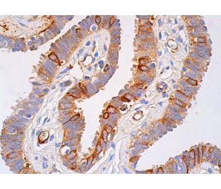 C1q-C Antibody (A-12) - Immunohistochemistry - Image 388725