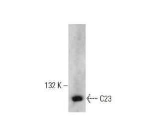 C23 Antibody (C-2) - Western Blotting - Image 352082