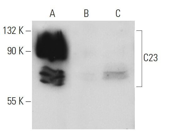 Anti-C23 (Nucleolin) Antibody (D-6) | SCBT - Santa Cruz Biotechnology